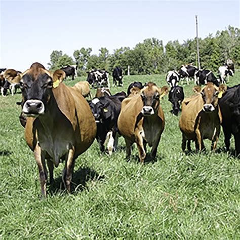 DairyMaster Pro Pasture Mix - Best Forage