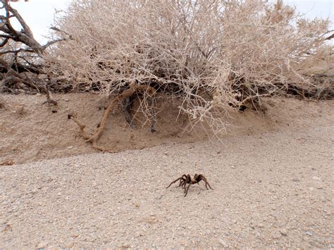 Tarantula Nps Stacy Manson Joshua Tree National Park Flickr