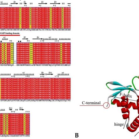 Multiple Alignments Of Crp And 3 D Predicted Structure A Secondary