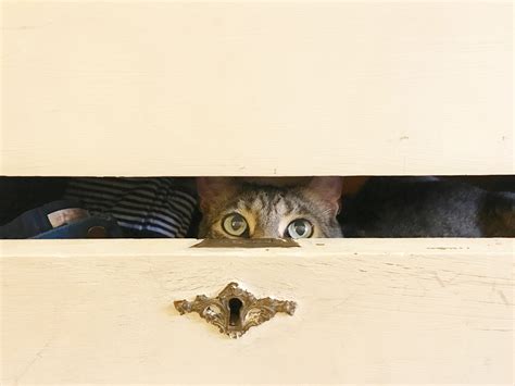 Cat Hiding