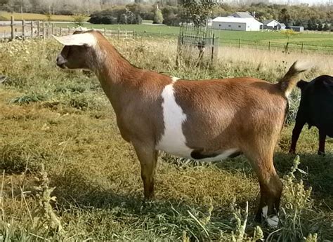 Breed Spotlight Archives Kinder Goat Breeders Association