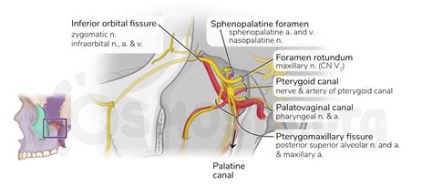 Foramen Pterygopalatinum