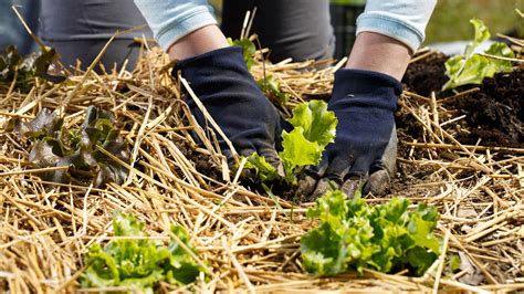 Useful Tips And Tricks To Choose The Best Type Of Mulch For Your Garden