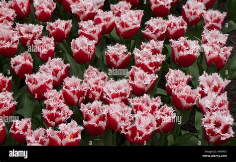 Tulips (Tulipa "New Santa"} Stock Photo - Alamy