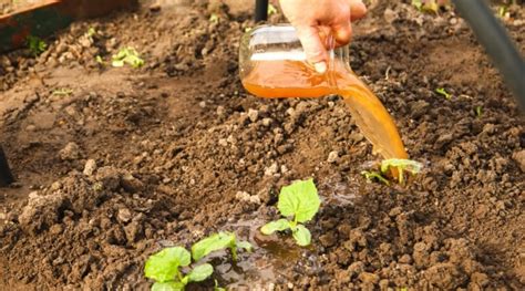 Can You Use Too Much Fertilizer