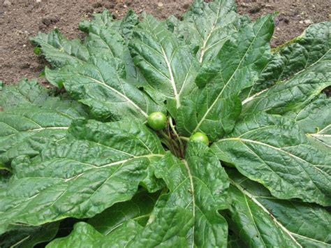 Mandrake Information Learn About Growing Mandrake Roots