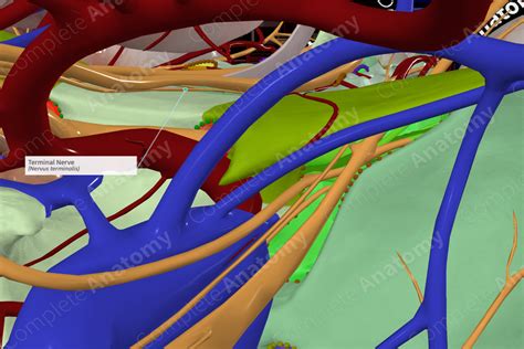 Terminal Nerve Complete Anatomy