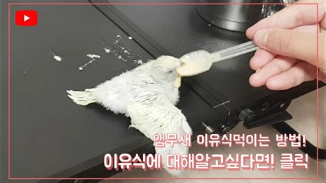 앵무새 새끼 이유식 먹이는방법 Youtube