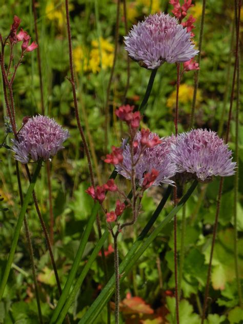 รูปภาพ ปลูก สีม่วง เบ่งบาน ฤดูใบไม้ผลิ สมุนไพร ผลิต พฤกษศาสตร์ ดอกไม้ป่า ทุ่งหญ้าฤดู