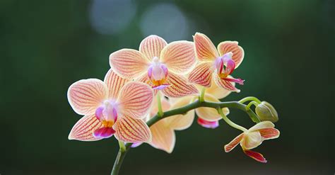 Types Of Orchids With Pictures And Names