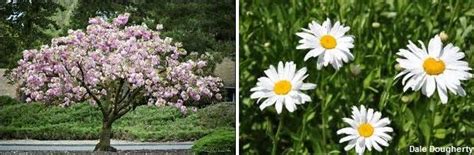 Angiosperm E G Flowering Plant Form And Adaptations The A Level Biologist Your Hub