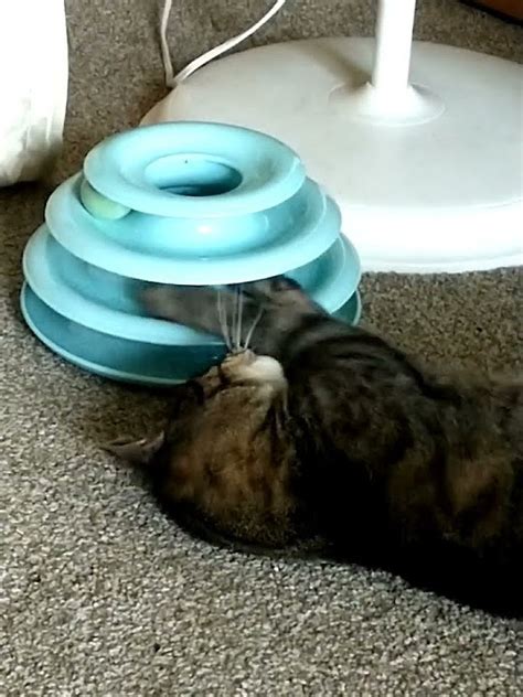 His New Favorite Toy 😊😻 Youtube
