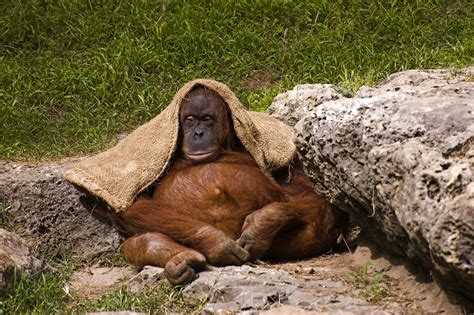 Orangutang On Tumblr