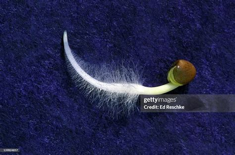Root Hairs Of Radish Seedling Raphanus Sativus Each Hair Is A Single
