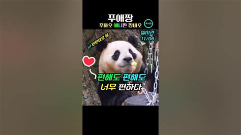 푸바오 죽순 먹는 자세 엄청 편하게~ 귀여워 Youtube