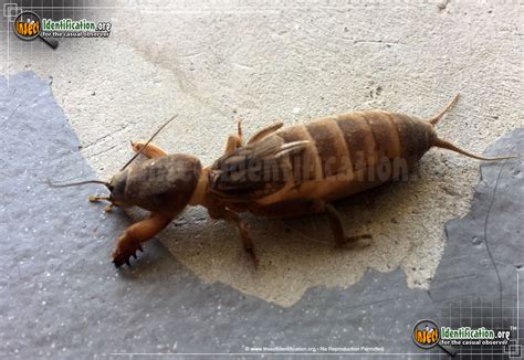Northern Mole Cricket