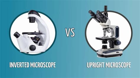 Inverted Microscope Vs Compound Microscope At Ken Krug Blog