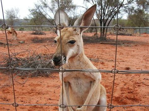 Environment Department Staff Take To The Air For Annual Kangaroo Count