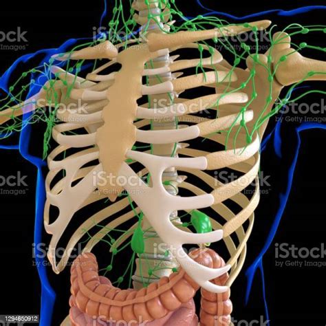 크고 큰 장 3d 일러스트 인간 소화 시스템 해부학 3차원 형태에 대한 스톡 사진 및 기타 이미지 3차원 형태 간 내부 기관 건강관리와 의술 Istock