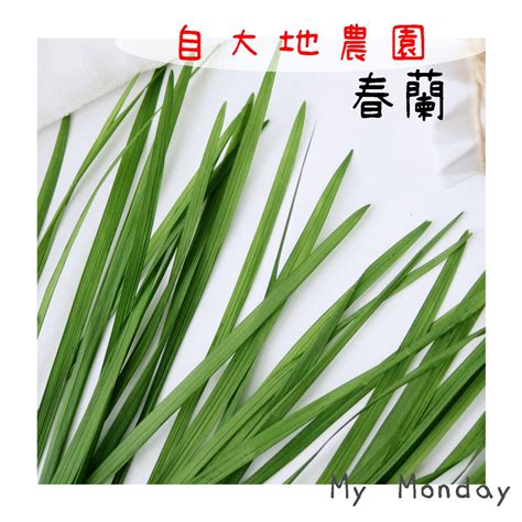 My Monday 衝評價 春蘭 【永生春蘭】大地農園 永生花 乾燥花 不凋花 葉材 捧花 情人節 聖誕節 蝦皮購物