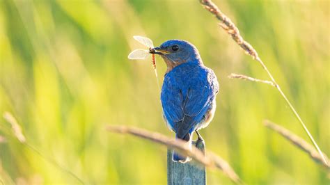 Different Ways Birds Benefit And Protect The Environment