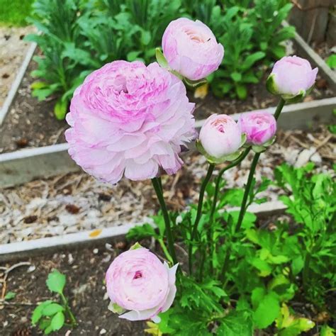 Quand Et Comment Planter Les Renoncules Au Jardin En 2023 Designmag