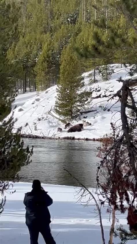 Wolves Hunting An Injured Bison Album On Imgur