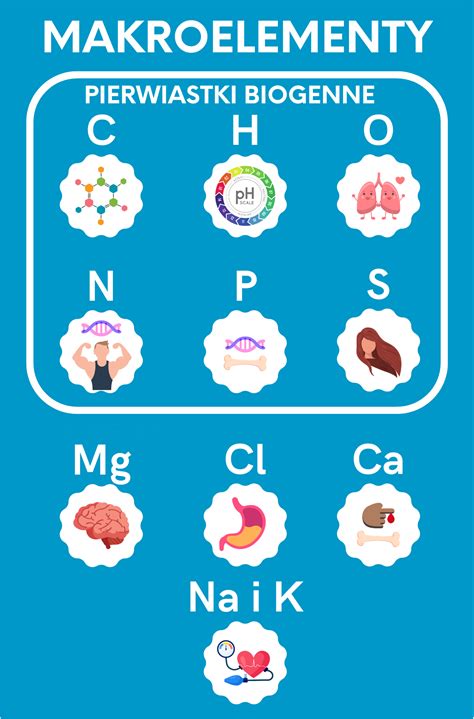 R1 04 Skład Chemiczny Organizmów Pierwiastki Oddziaływania Chemiczne