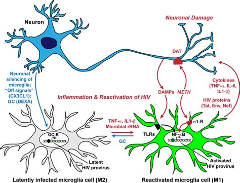 Microglia Neuron