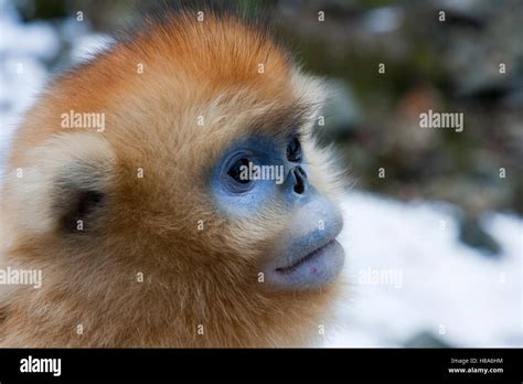 Golden Snub Nosed Monkey Rhinopithecus Roxellana Juvenile Qinling