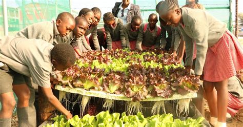 Nssco Grade 11 And Nsscas Grade 12 Exam Results