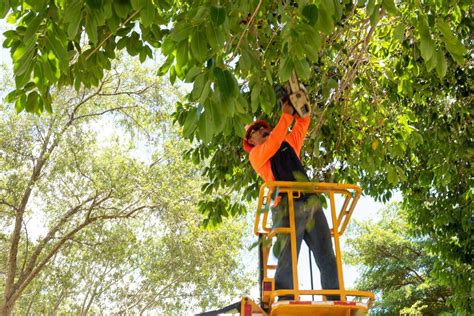 South Florida Tree Care For New Residents Sherlock Tree Company