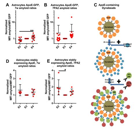 Interactions Between Astrocyte Secreted Apoe And Physiological Aβ