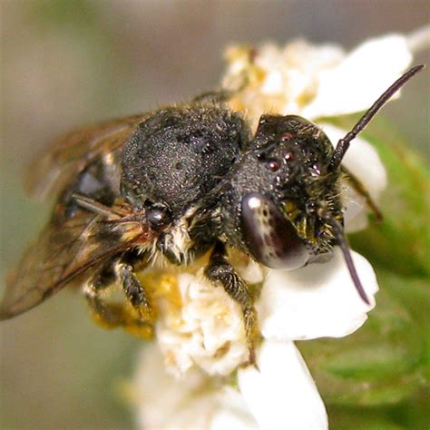 Small Black Bee Megachile Bugguidenet