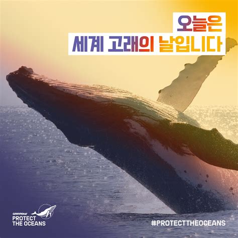 Greenpeace 그린피스 서울사무소 매년 2월 셋째 주 일요일은 세계 고래의 날입니다 고래를 온전하게 보호하기 위해서는 바다의 상당 부분이 해양보호구역으로