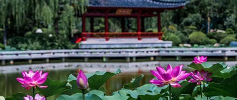 盛夏已至，华清赏荷正当时荷花华清宫芙蓉