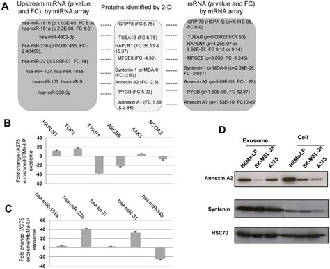 A Correlation Of Differentially Expressed Mrnas Mirnas And Proteins