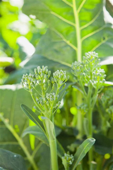 Young Broccoli Plant Broccoli Plants In A Vegetable Garden By