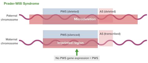 Epigenetische Regulation Überblick Lecturio