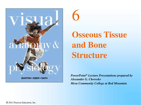 PPT 6 Osseous Tissue And Bone Structure PowerPoint Presentation Free Download ID 2750206