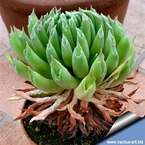 Sempervivum Cv Oddity