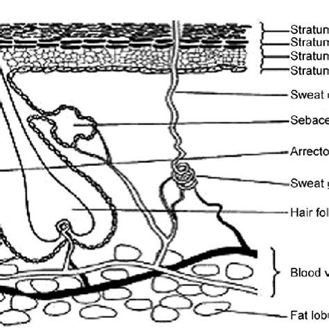 Types Of Transdermal Patches A Reservoir B Matrix C Download Scientific Diagram