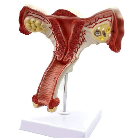 Anatomy Model Female Reproductive System Anatomy Model With Ligaments