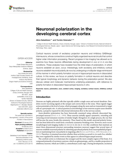 Pdf Neuronal Polarization In The Developing Cerebral Cortex