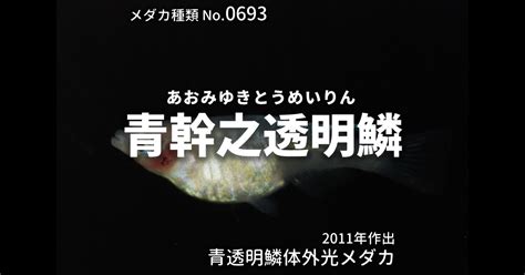 青幹之透明鱗（あおみゆきとうめいりん）とは 改良メダカweb図鑑no0693 メダカの品種 青 改良メダカweb図鑑