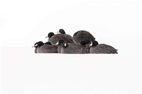 Our Favorite Fascinating Bird Behaviors From The 2024 Audubon Photo