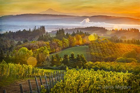 Fine Art Vineyard Landscape Photography — Jānis Miglavs