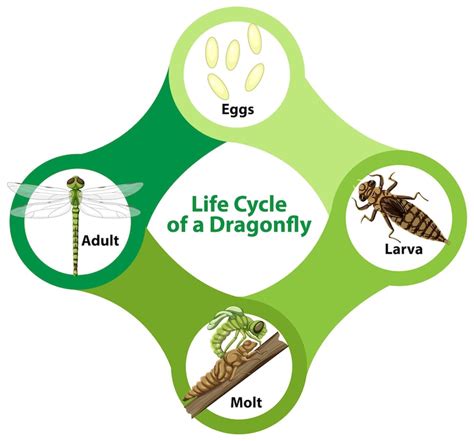 Firefly Life Cycle The 4 Stages Of The Firefly Life Cycle — King