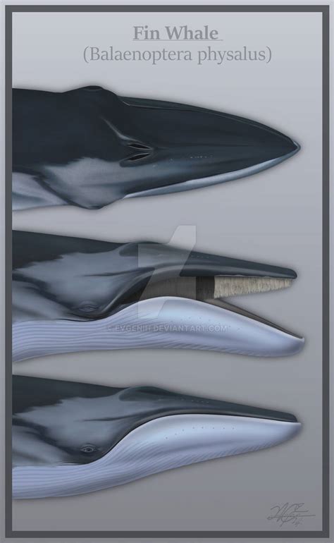 Fin Whale Balaenoptera Physalus By Evgenih On Deviantart