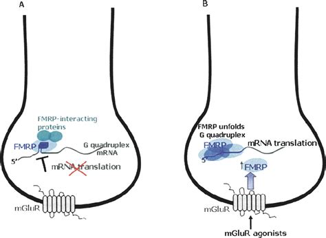 Fragile X Mental Retardation Protein Interactions With The Microtubule Associated Protein B RNA